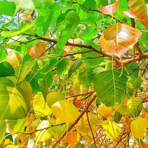 Ficus Religiosa | Sacred Fig | Ashwattha or Bodhi Tree | 100 Seeds - Etsy