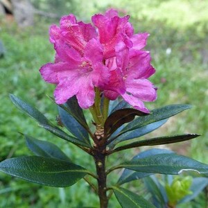 Rhododendron Ferrugineum | Dwarf Alpenrose | Snow-rose | 20 Seeds - Etsy