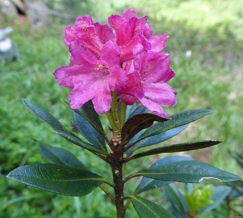 Rhododendron Ferrugineum Dwarf Alpenrose Snow-rose 20 - Etsy