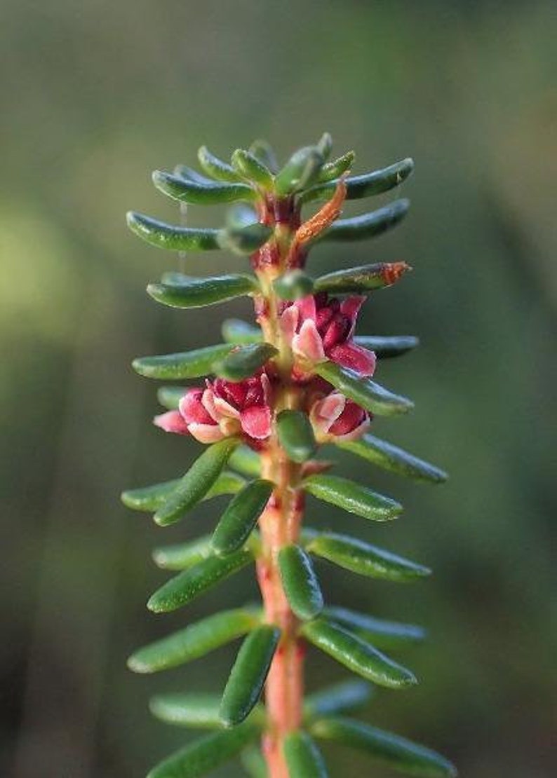Empetrum Nigrum | Crowberry | Black Crowberry | 30 Seeds - Etsy