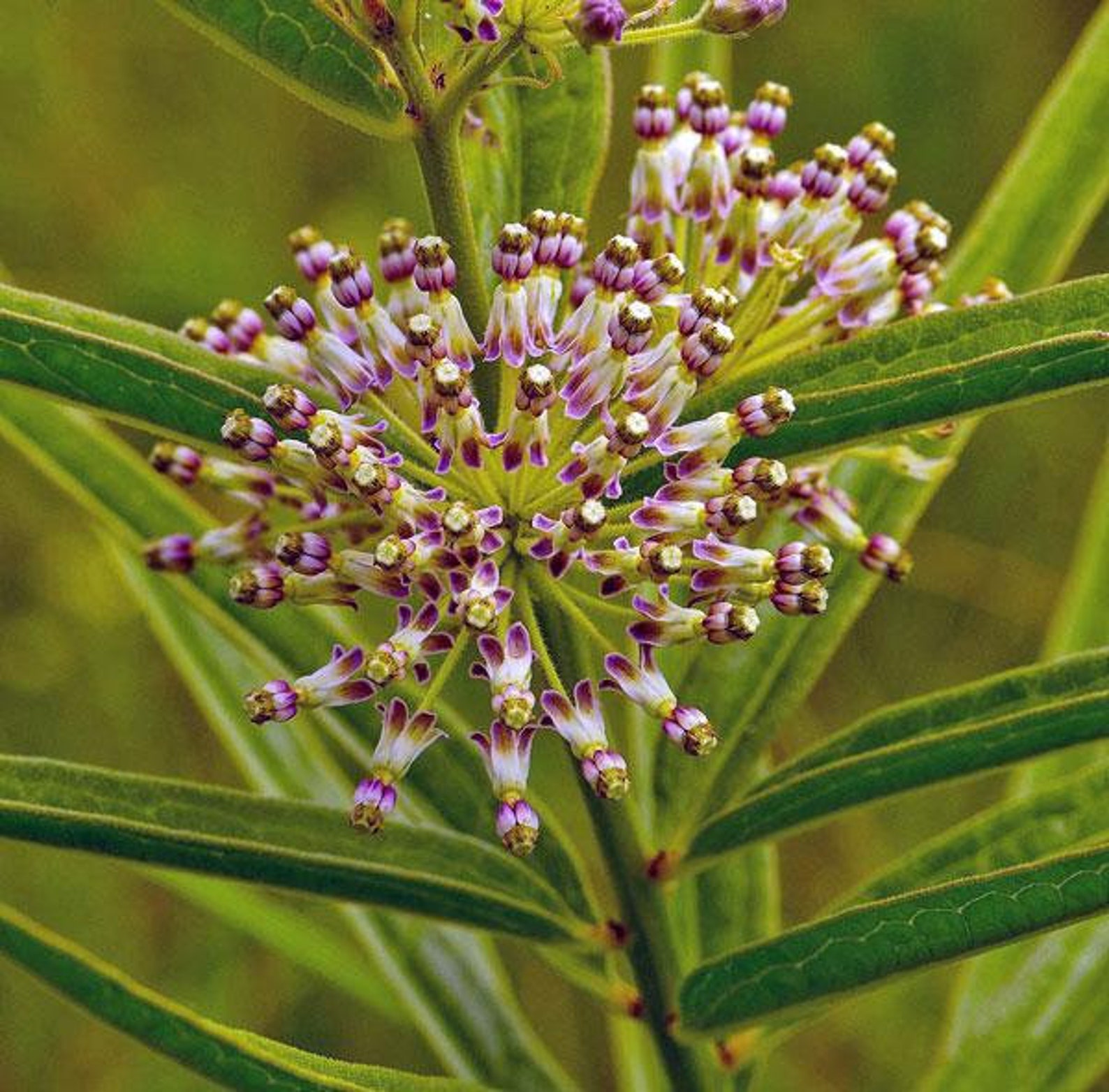 Asclepias Hirtella Tall Green Milkweed Prairie Milkweed - Etsy
