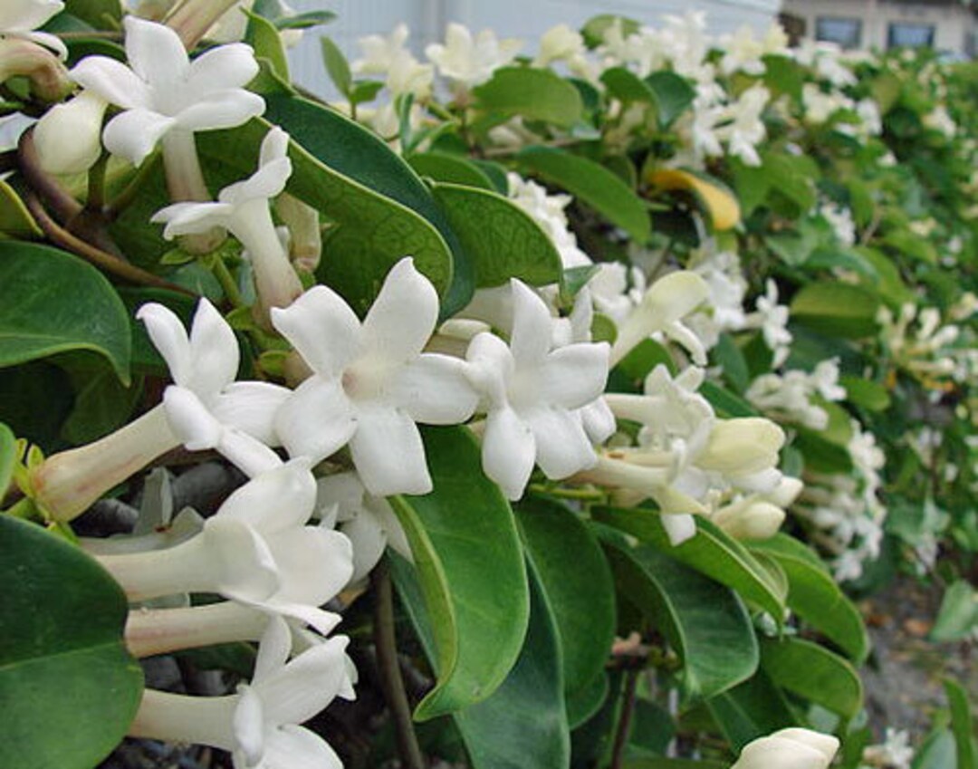 Stephanotis Floribunda | Madagascar Jasmine | Bridal Wreath | 5 Seeds ...