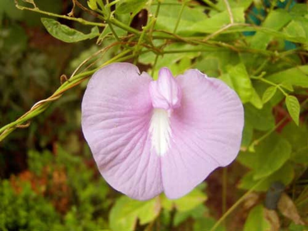 Clitoria Ternatea | Single Pink | 10 Seeds - Etsy