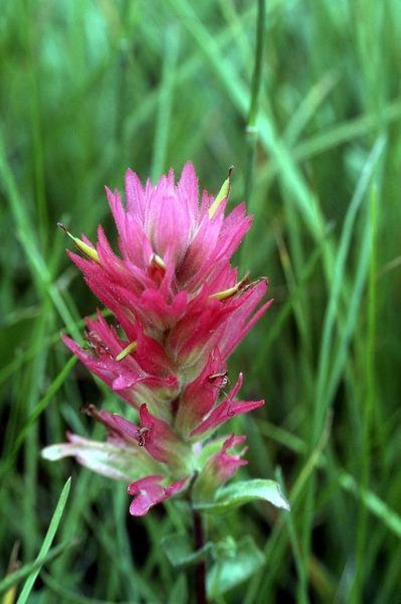 Castilleja Rhexifolia Alpine Paintbrush Pink Paintbrush - Etsy