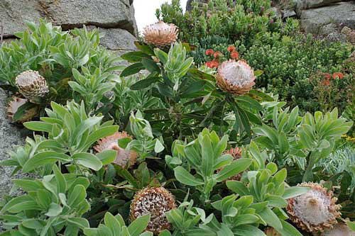 Protea Magnifica | Queen Protea | 5 Seeds - Etsy