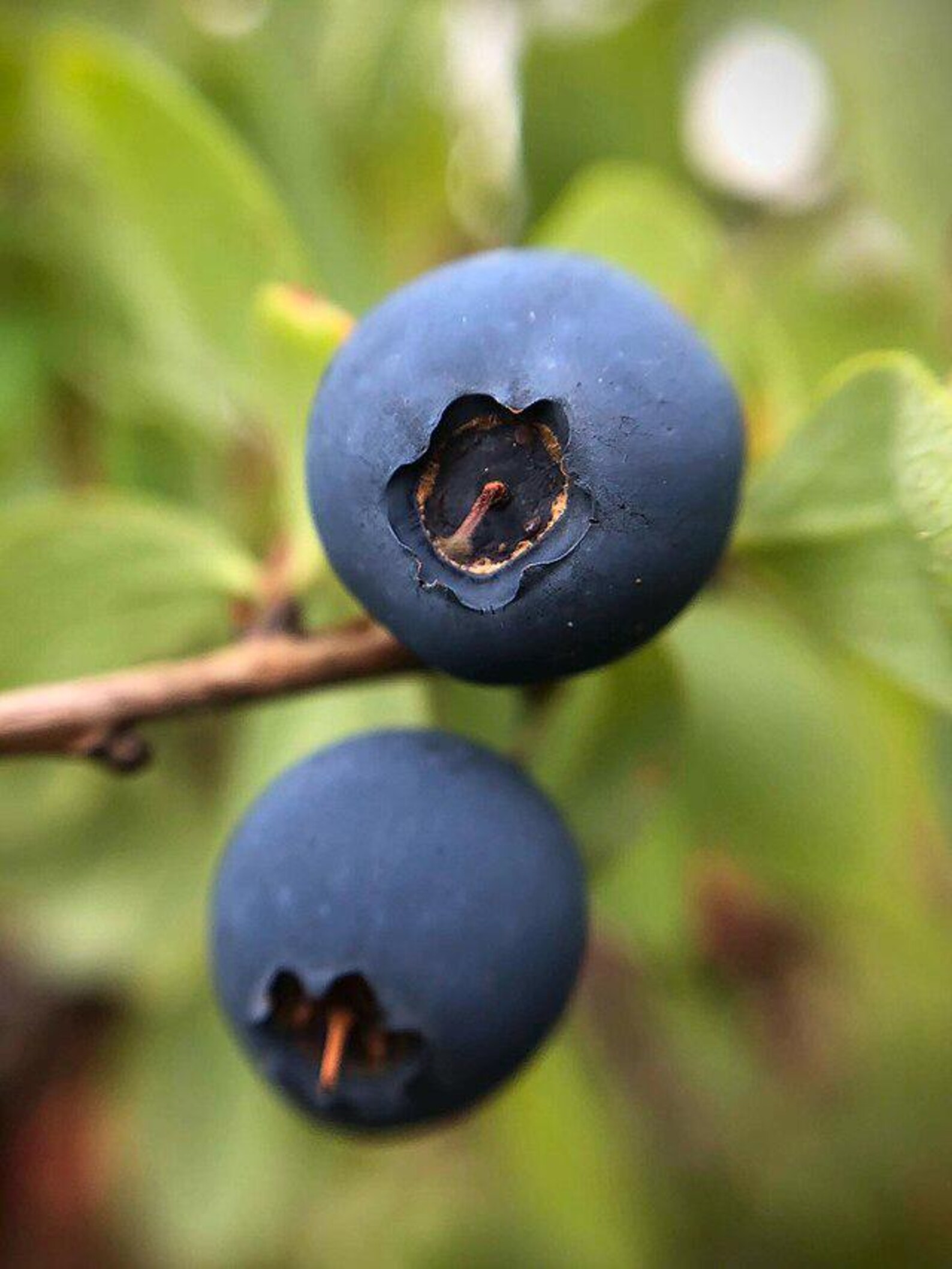Vaccinium Uliginosum | Alpine Blueberry | 10 Seeds - Etsy