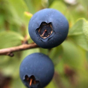 Vaccinium Uliginosum | Alpine Blueberry | 10 Seeds - Etsy