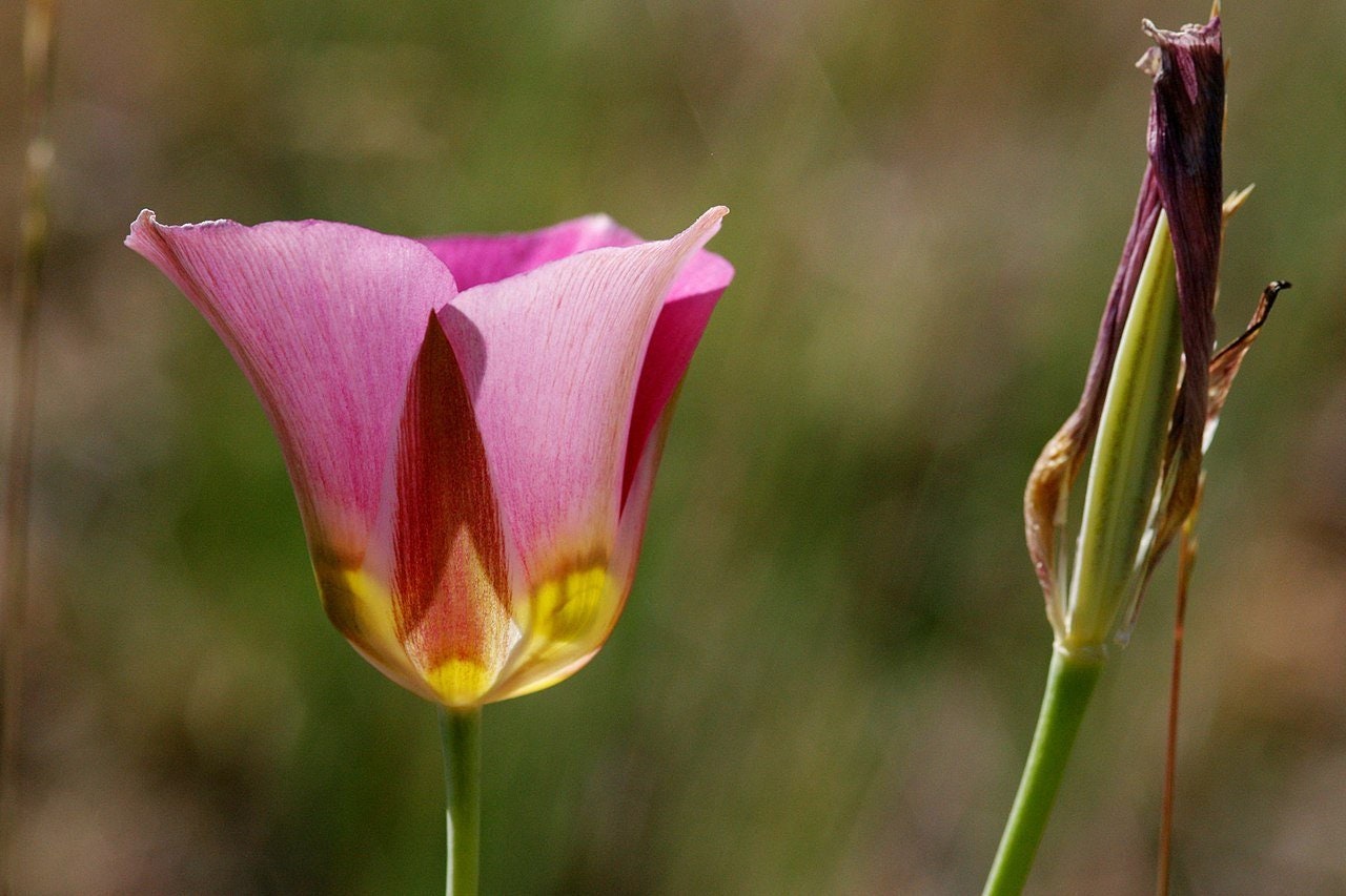 Calochortus Nuttallii (pink) | Nuttalls Mariposa | Sego Lily | 10 Seeds ...