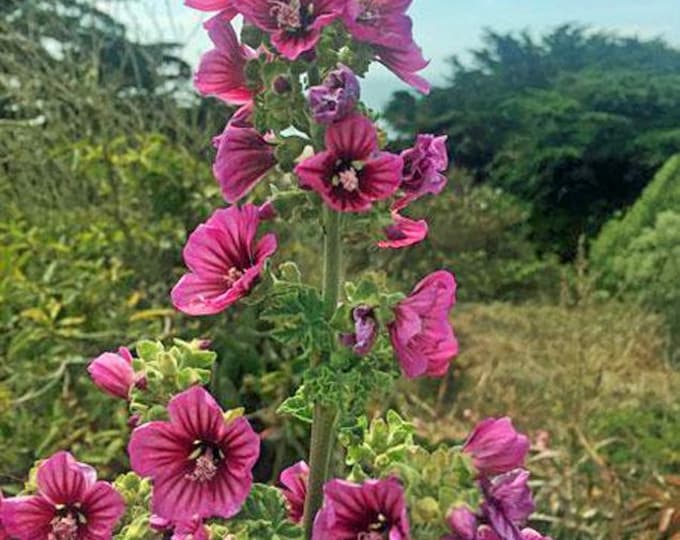 Tree Mallow Malva Assurgentiflora Island Mallow Mission Mallow 20 Seeds ...