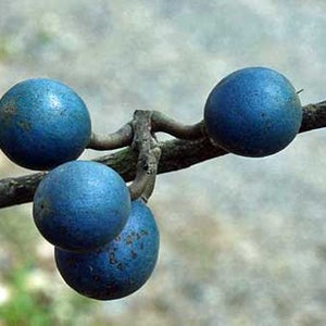 Elaeocarpus Angustifolius Blue Marble Tree 5 Seeds - Etsy