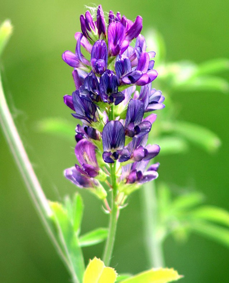 Medicago Sativa | Alfalfa | 50 Seeds - Etsy