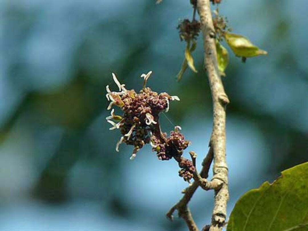 Holoptelea Integrifolia | Indian Elm | Jungle Cork Tree | 20 Seeds - Etsy