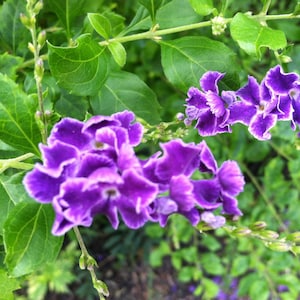 Duranta Erecta | Sweet Memories | 10 Seeds - Etsy