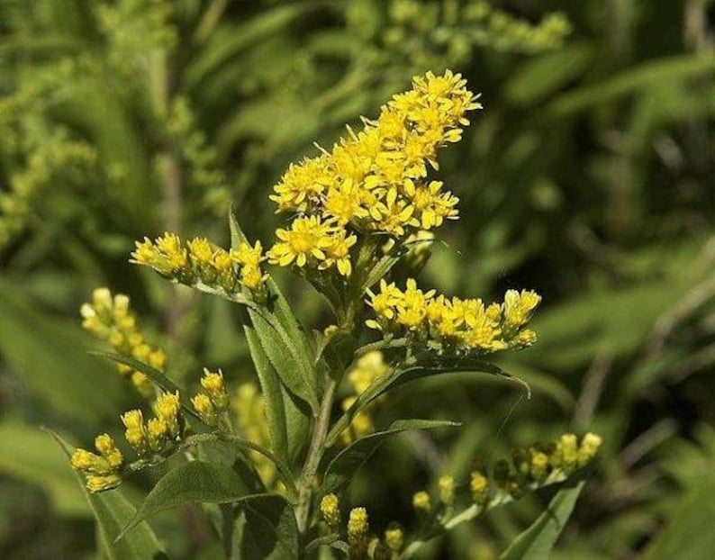 Solidago Gigantea | Early, Giant, Smooth or Tall Goldenrod | 20 Seeds ...
