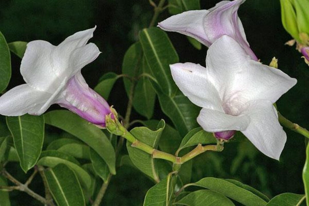 Cryptostegia Grandiflora | Rubber Vine | 40 Seeds - Etsy