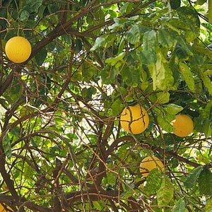 Citrus Maxima | Pomelo | 5 Seeds - Etsy