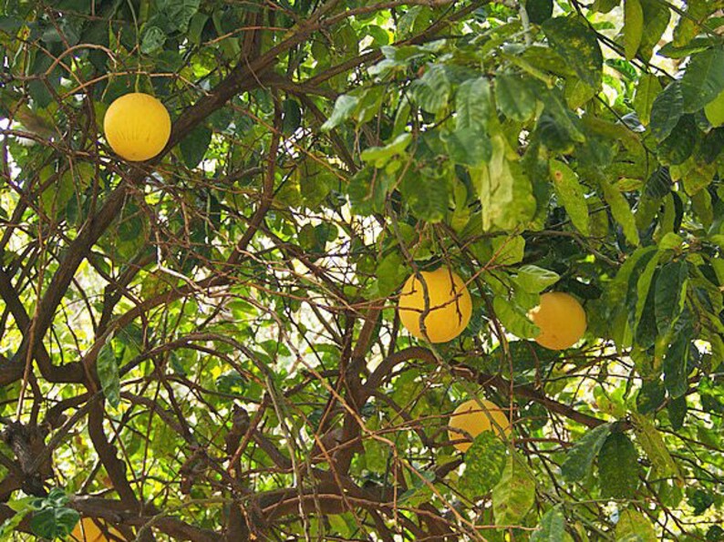 Citrus Maxima | Pomelo | 5 Seeds - Etsy