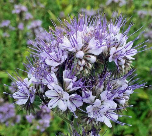 Phacelia Tenacetifolia | Lacy Phacelia | Fiddleneck | 300 Seeds - Etsy