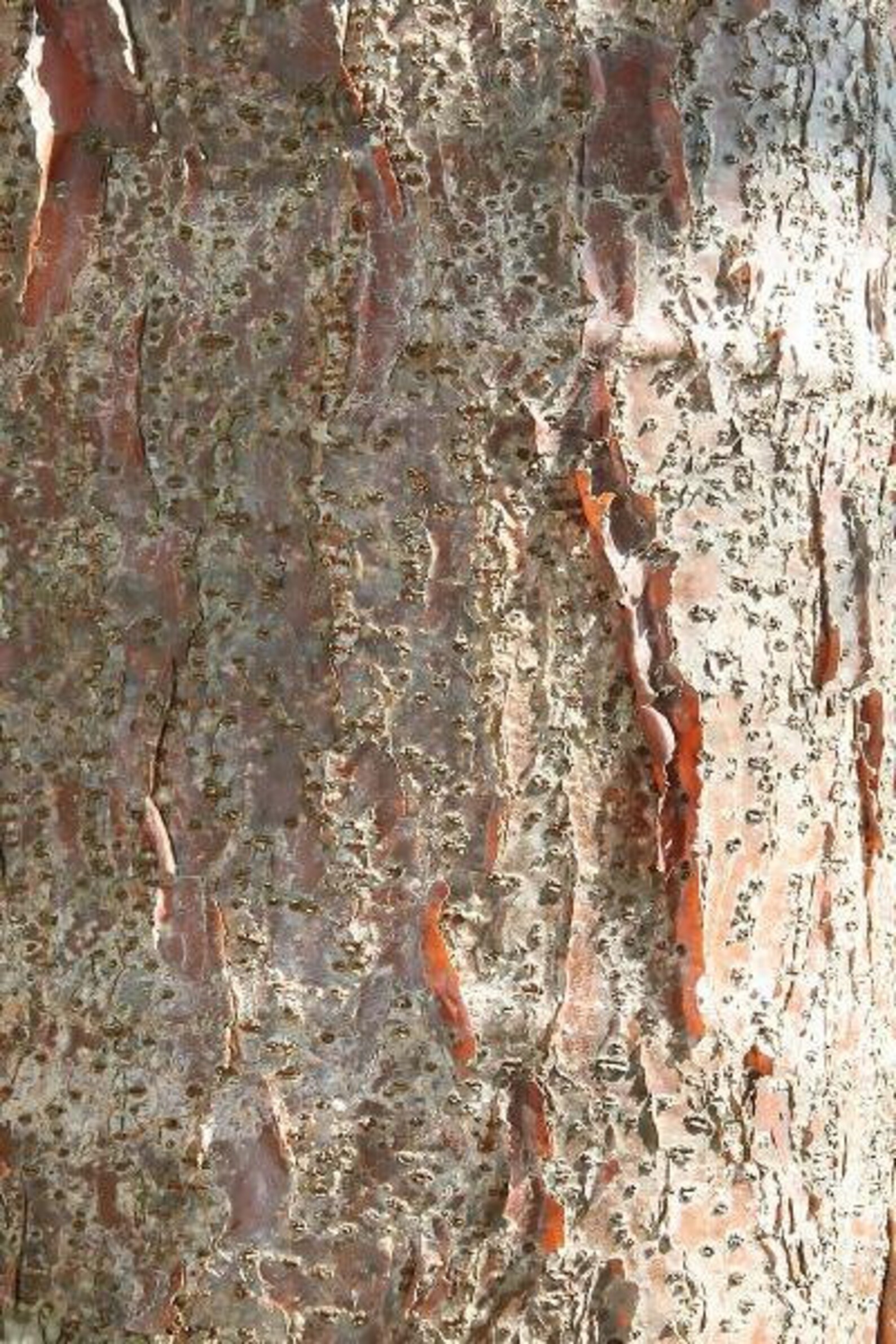 Colvillea Racemosa Colville's Glory Tree Whip Tree 5 | Etsy