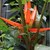 Musa Aurantiaca Dwarf Orange Banana 5 Seeds - Etsy Canada