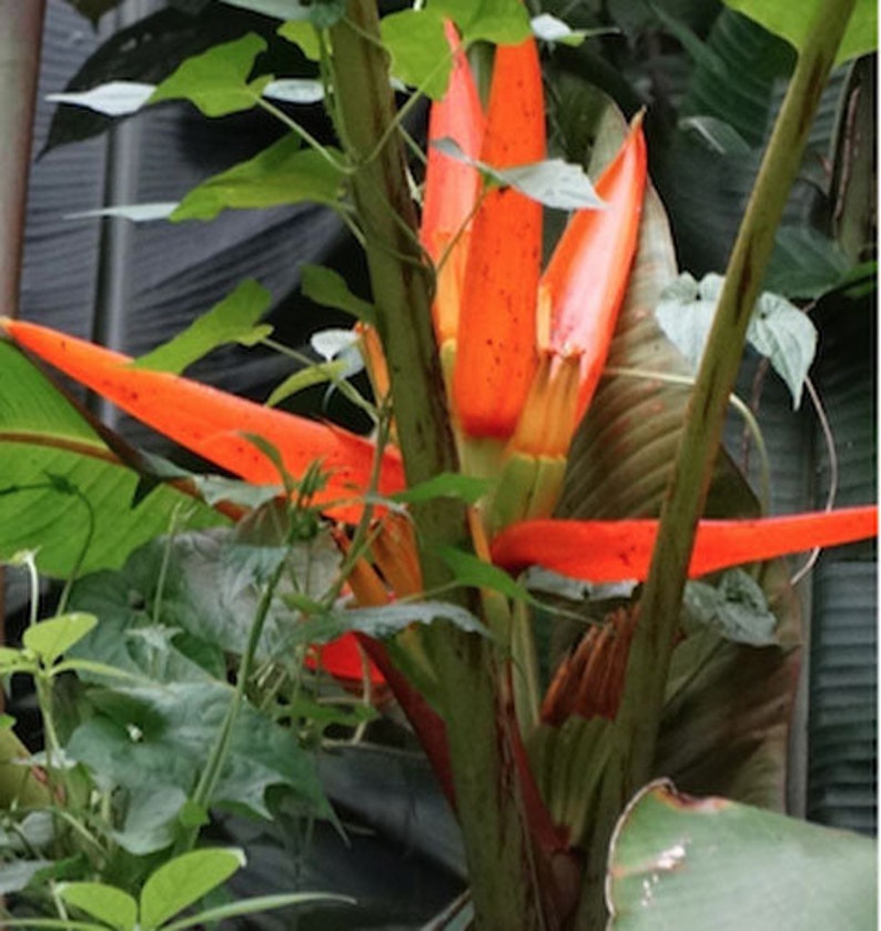 Musa Aurantiaca | Dwarf Orange Banana | 5 Seeds - Etsy