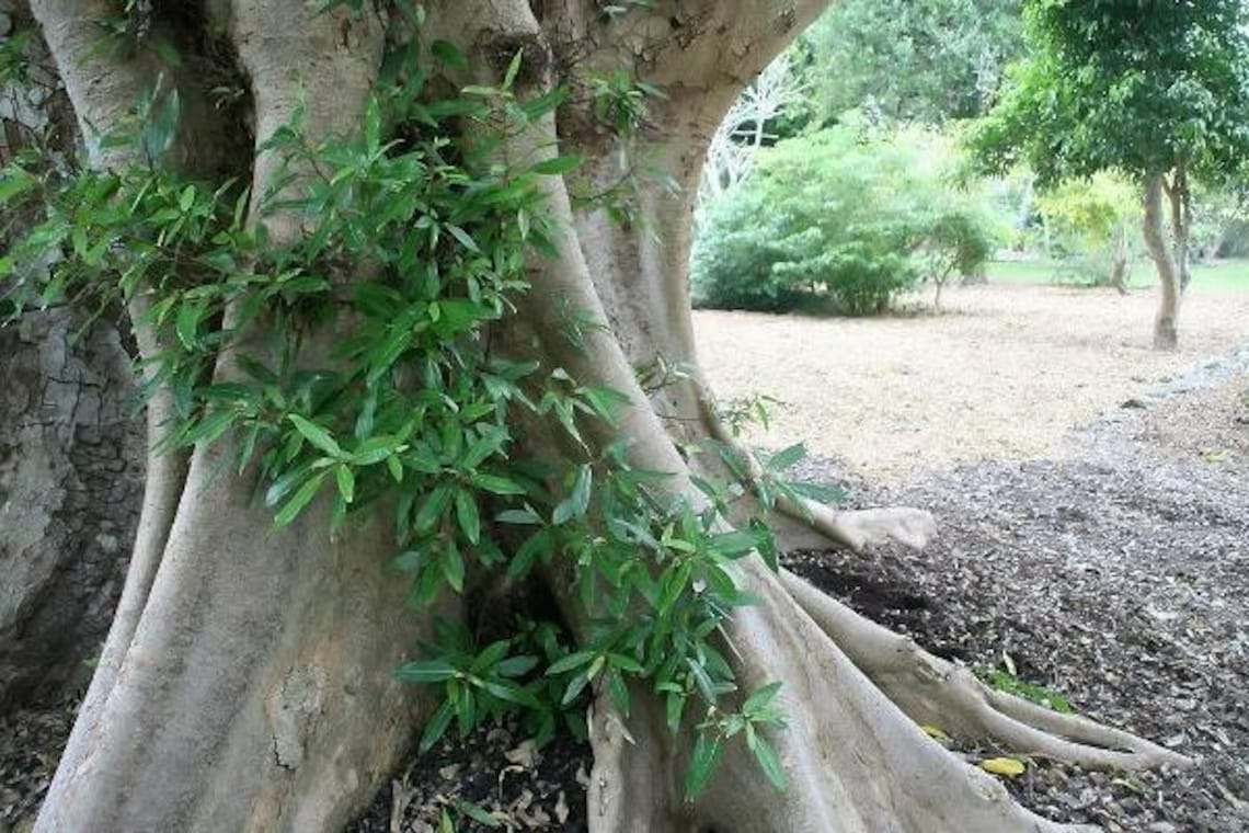 Ficus Racemosa Cluster or Indian Fig Tree Audumbara 100 - Etsy