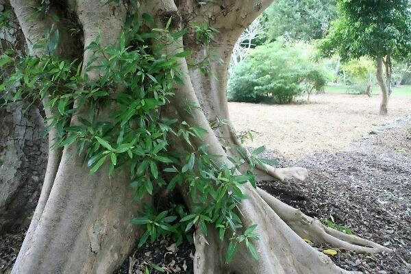 Ficus Racemosa Cluster or Indian Fig Tree Audumbara 100 - Etsy