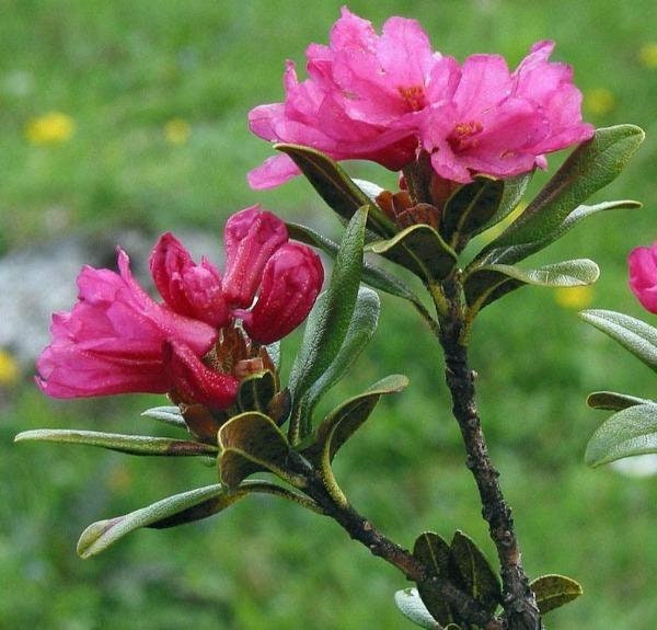 Rhododendron Ferrugineum Dwarf Alpenrose Snow-rose 20 - Etsy