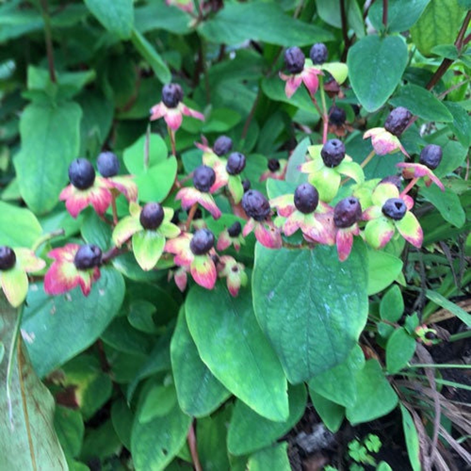 Hypericum Uralum | St. Johns Wort | 50 Seeds - Etsy