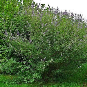 Vitex Agnus-castus | Chaste Tree | Monks Pepper Alba | 20 Seeds - Etsy