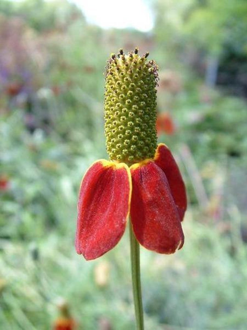Ratibida Columnifera Dwarf Red Coneflower Red Midget 50 - Etsy