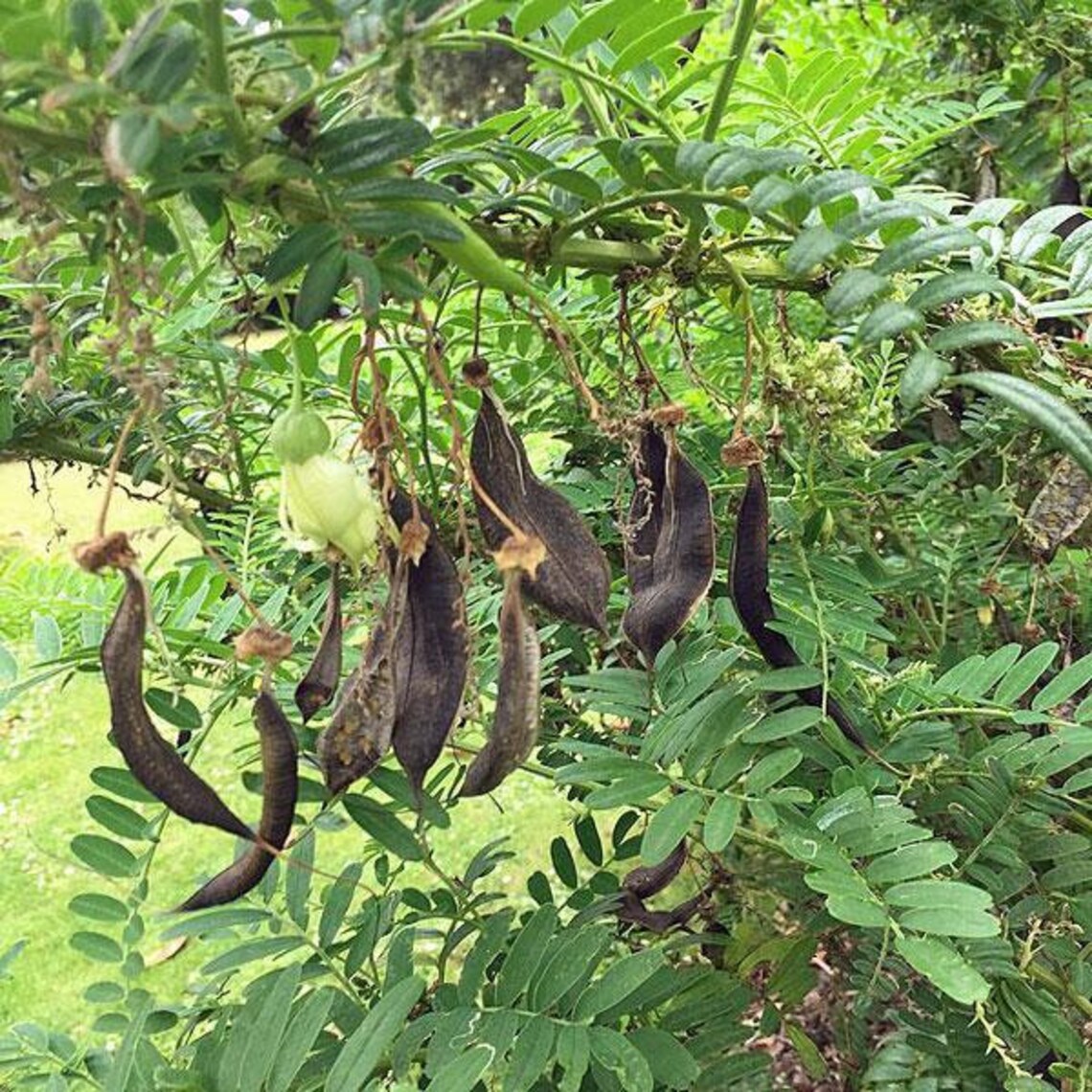 Clianthus Puniceus Alba White Kaka Beak White Heron | Etsy