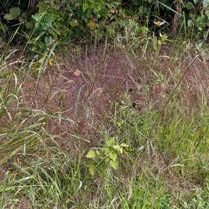 Eragrostis Spectabilis | Purple Love Grass | Tumblegrass | 20 Seeds - Etsy