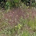 Eragrostis Spectabilis Purple Love Grass Tumblegrass 20 Seeds - Etsy