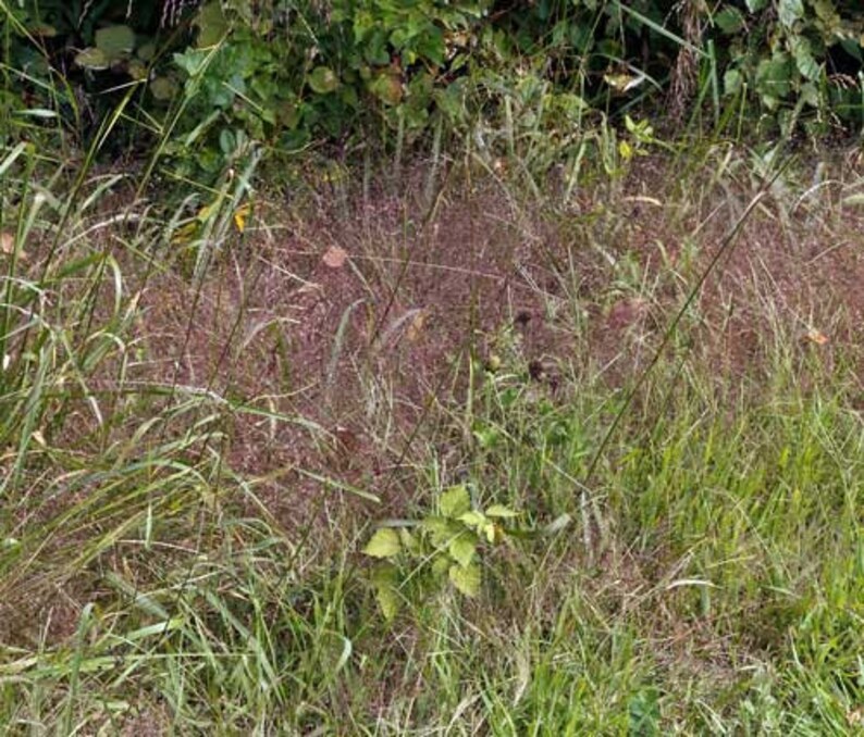 Eragrostis Spectabilis Purple Love Grass Tumblegrass 20 - Etsy
