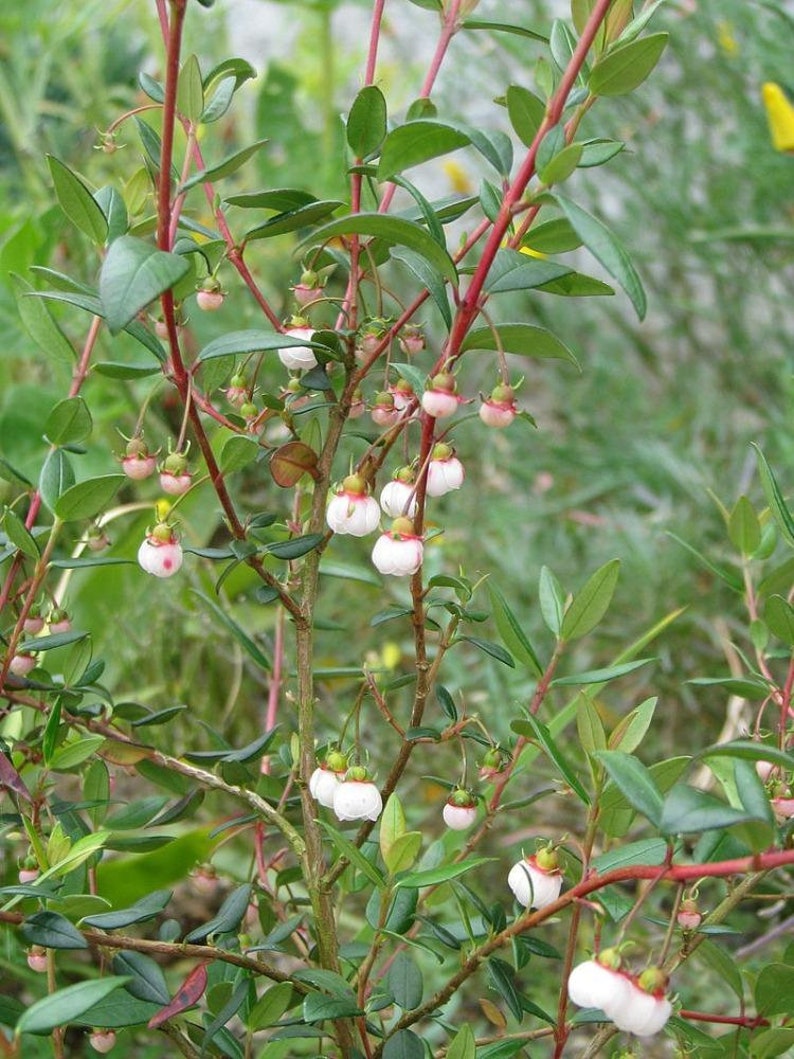Ugni Molinae | Chilean Guava | Strawberry Myrtle | 30 Seeds - Etsy