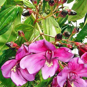 Meriania Nobilis | Amaraboyo | Motley Meriania | Amarrabollo | 10 Seeds ...