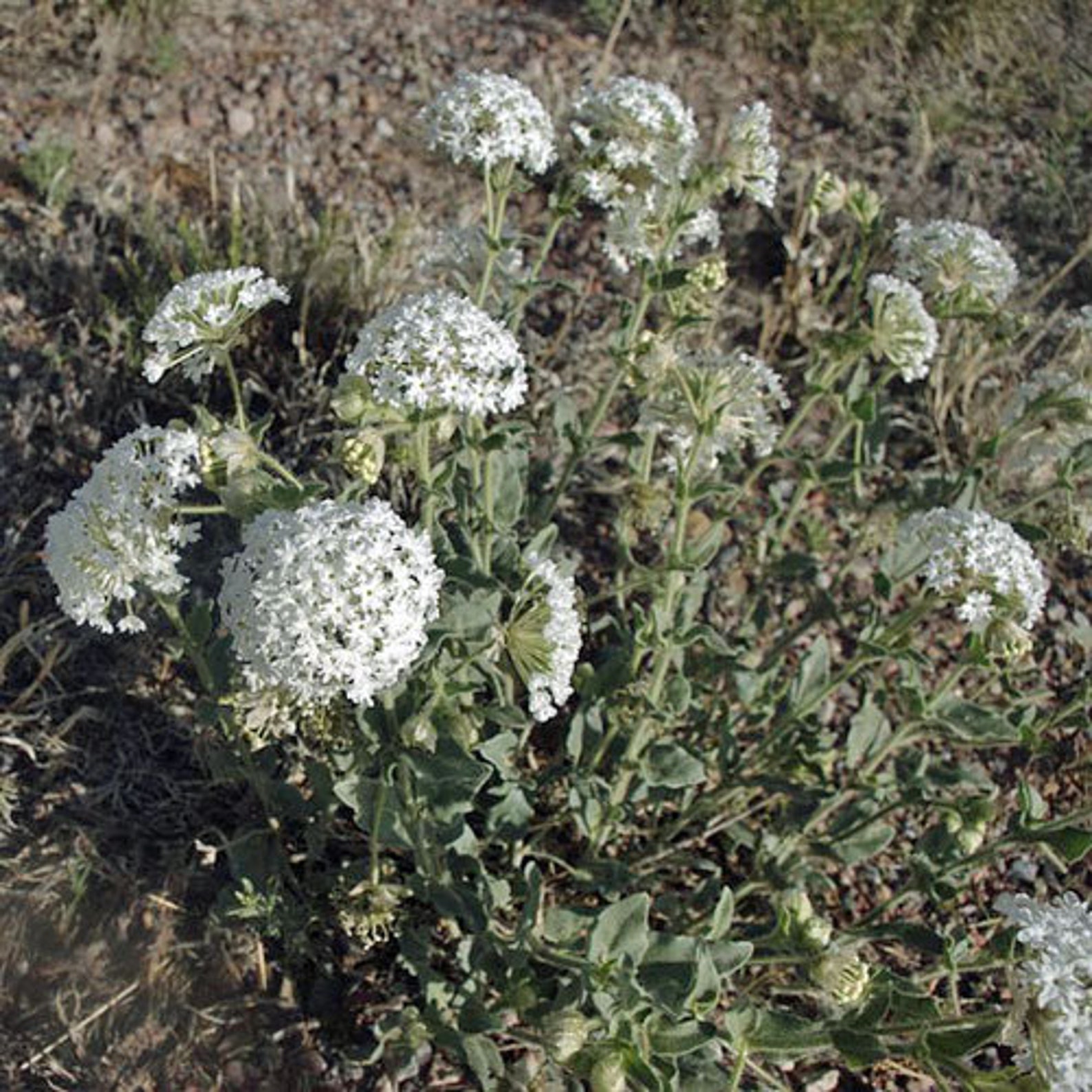 Abronia Fragrans Snowball Sand Verbena 10 Seeds - Etsy