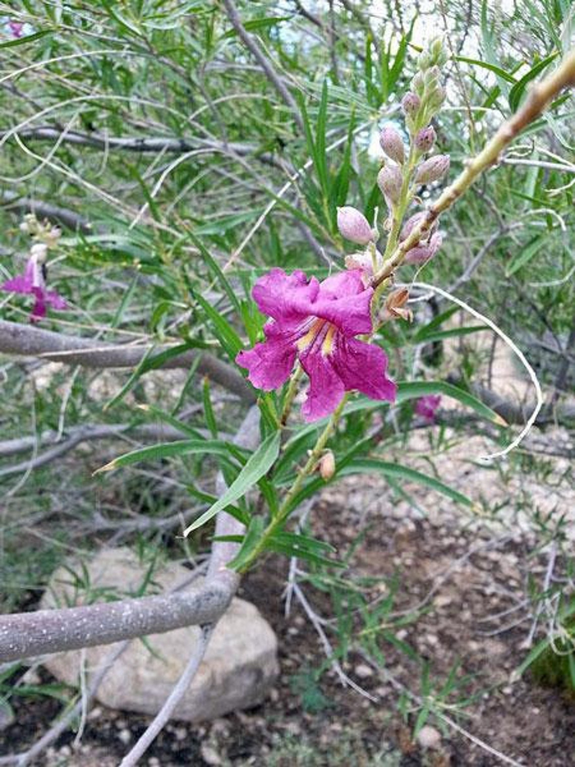 Chilopsis Linearis Subsp. Arcuata Desert Willow Orchid of - Etsy