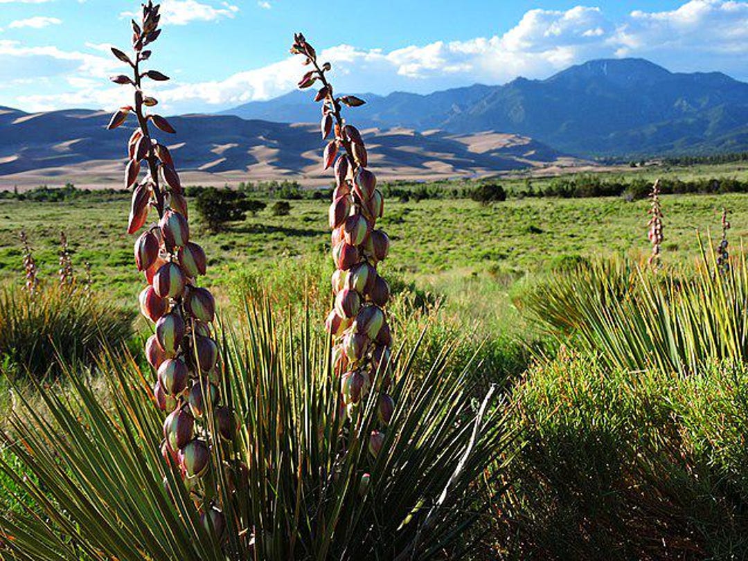 Yucca Angustissima | Narrowleaf Yucca | 10 Seeds - Etsy