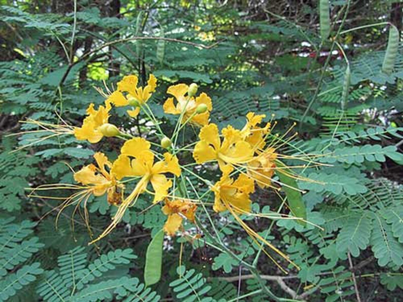 Caesalpinia Pulcherrima Yellow Mexican Bird of Paradise 5 Seeds - Etsy