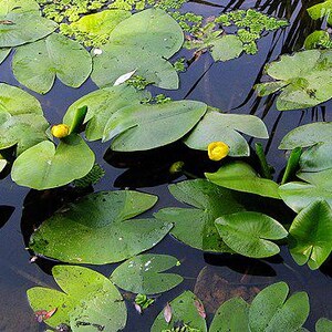 Nuphar Lutea | Yellow Pond Lily | Spatterdock | 5 Seeds - Etsy