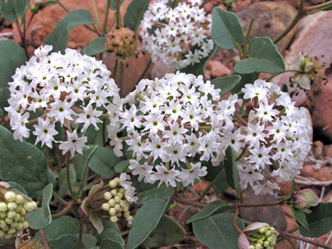 Abronia Fragrans | Snowball Sand Verbena | 10 Seeds - Etsy