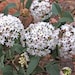 Abronia Fragrans Snowball Sand Verbena 10 Seeds - Etsy
