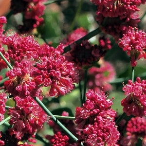 Eriogonum Grande Var. Rubescens | Red-flowered Buckwheat | 25 Seeds - Etsy