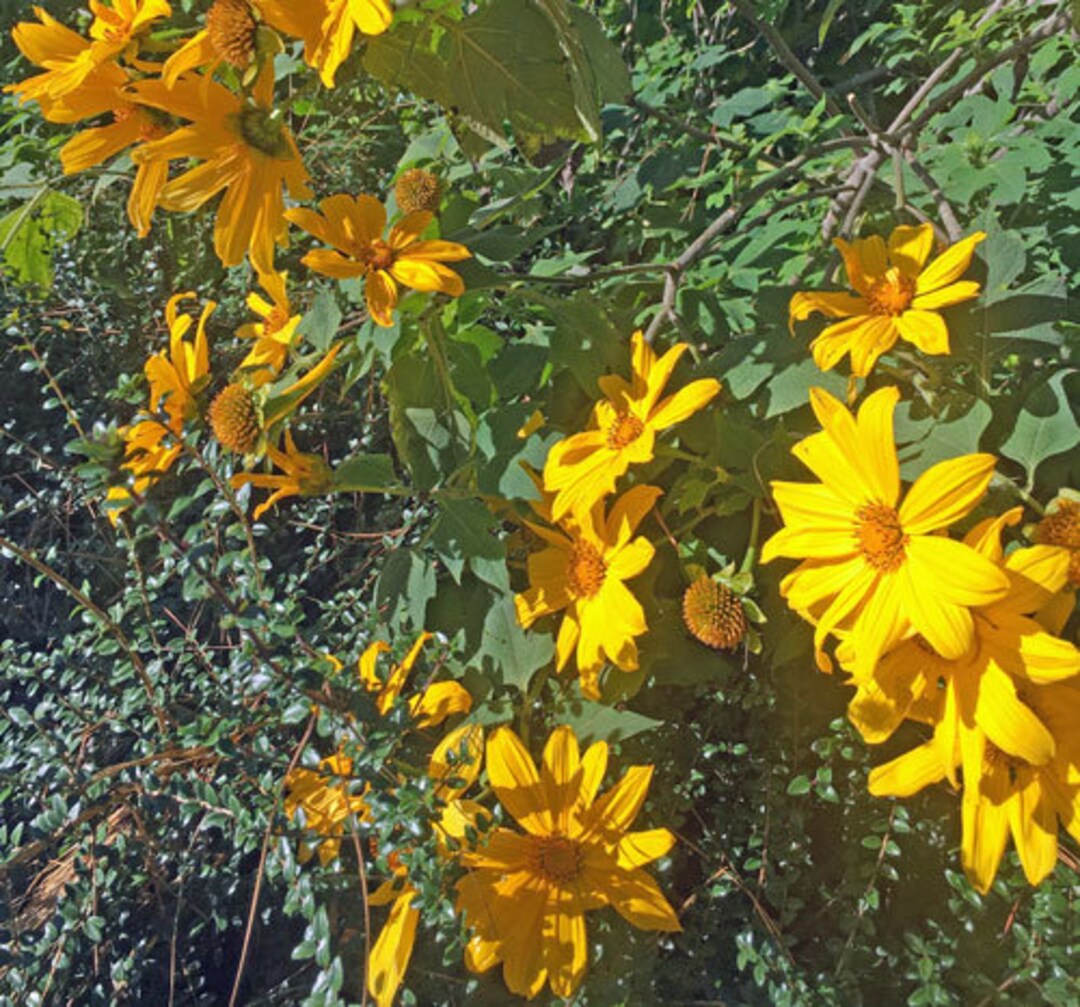 Tithonia Diversifolia Mexican or Bolivian Sunflower 10 Seeds - Etsy
