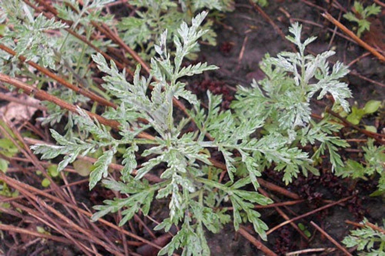 Artemisia Frigida Fringed Sagewort Pasture or Prairie Sage | Etsy