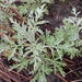 Artemisia Frigida Fringed Sagewort Pasture or Prairie Sage 20 Seeds - Etsy