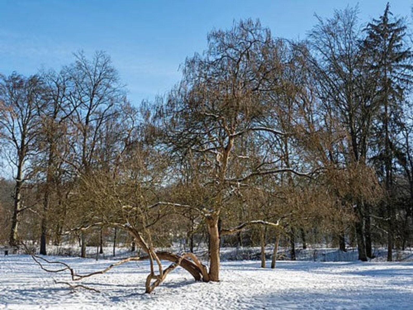 Catalpa Bignonioides Cigar or Fish-bait Tree Southern - Etsy
