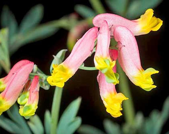 Corydalis Sempervirens Pale Corydalis 50 Seeds - Etsy